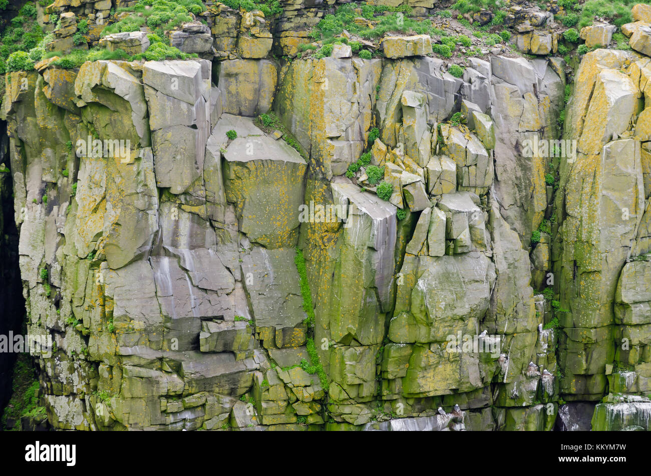 Green cliffs on the shore of Newfoundland, Canada Stock Photo - Alamy