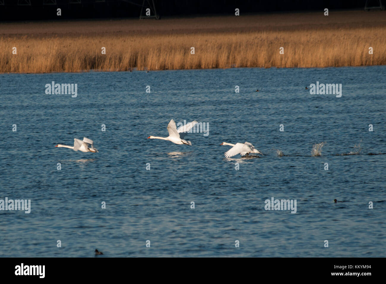 Lake rietz hi-res stock photography and images - Alamy