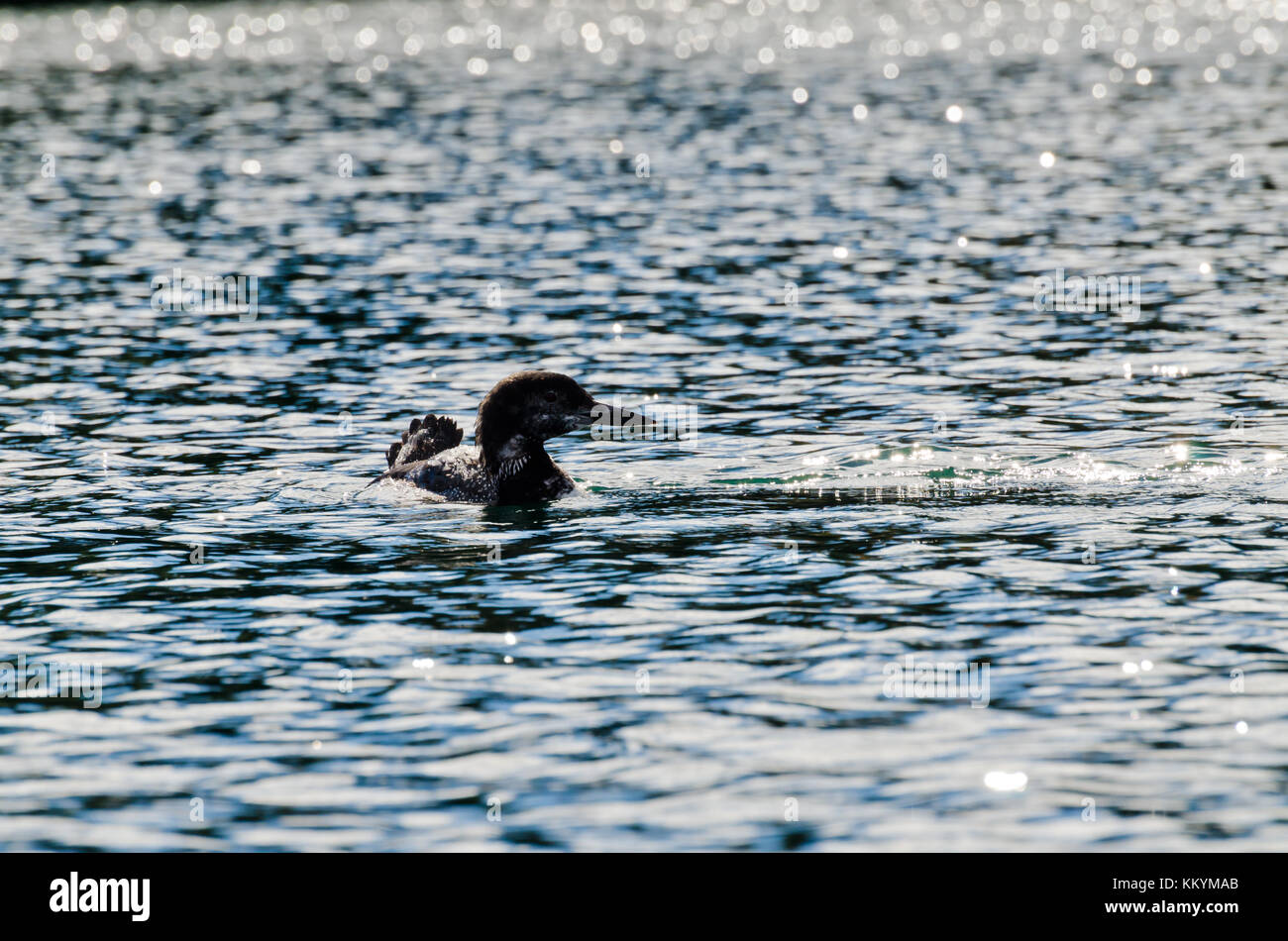 Common loon in gray water of north lake on sunset. Immer gavia Stock ...