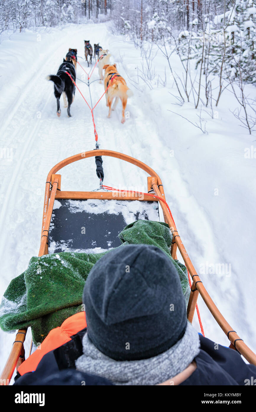 Man riding husky dogs sledge in Rovaniemi, Lapland at winter Finland ...