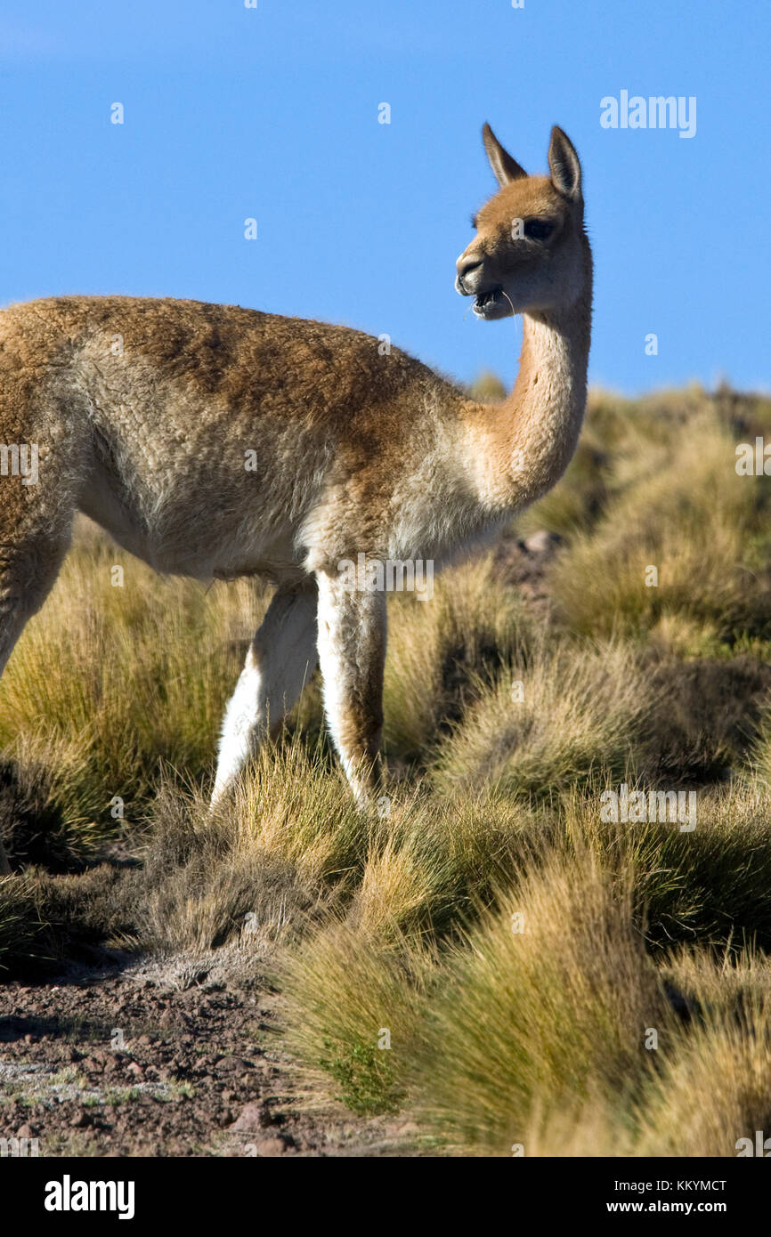 A female Vicuna (Vicugna vicugna) in the scrubland of the Atacama ...