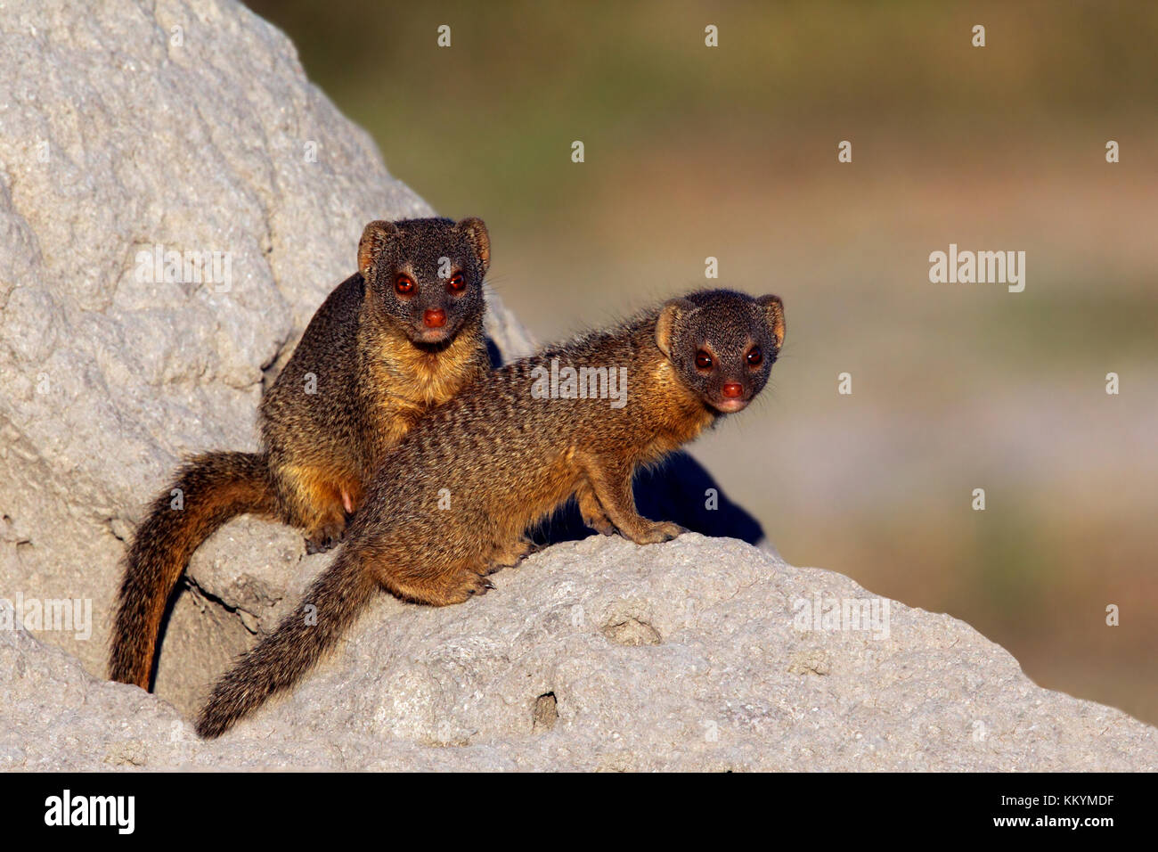 Slender Mongoose (Galerella sanguinea) - Savuti area of Botswana Stock ...