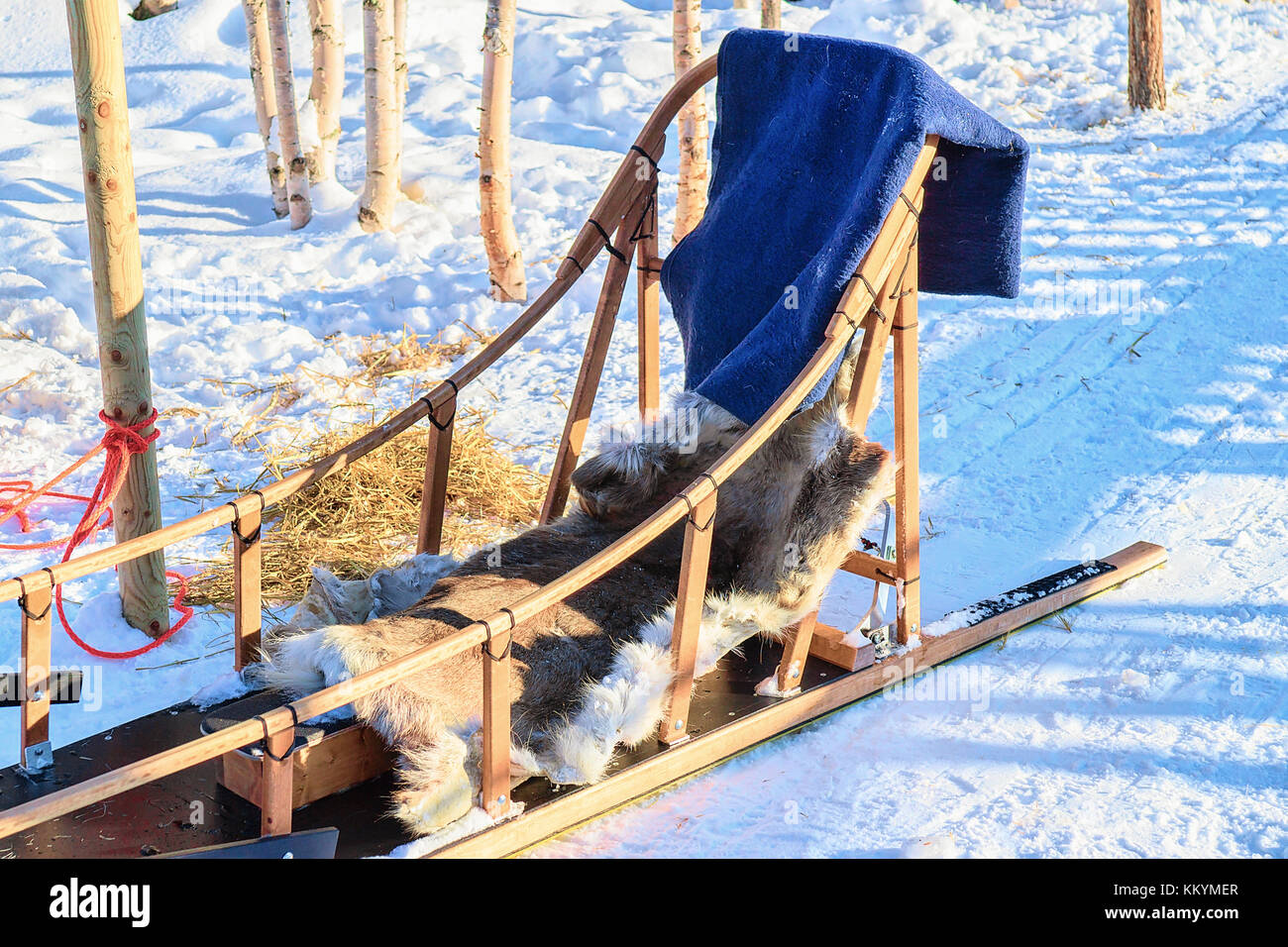 Reindeer sledding in winter forest in Rovaniemi, Lapland, Finland Stock ...