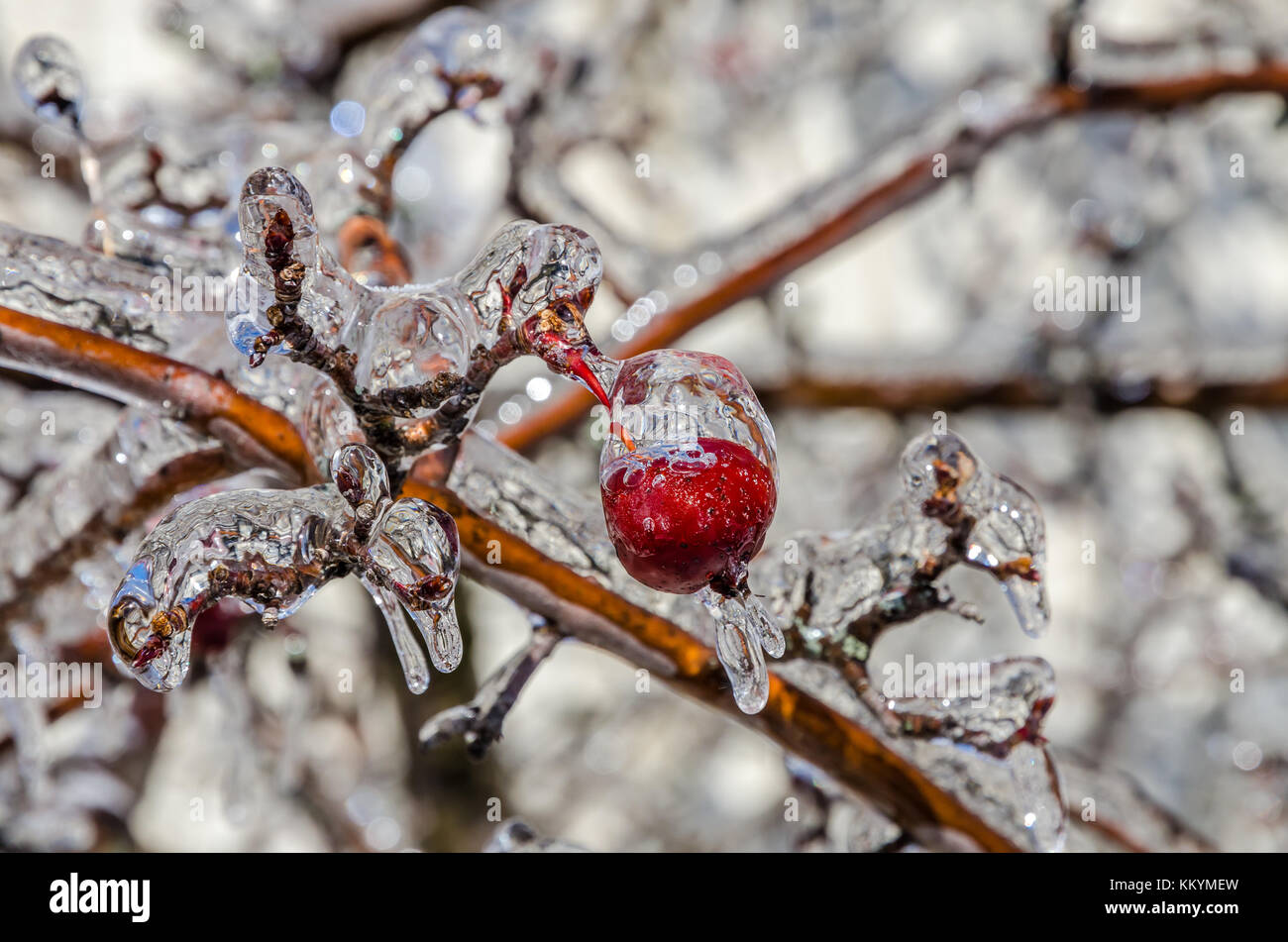 Twigs of tree encased in ice after a freezing rain storm Stock Photo ...