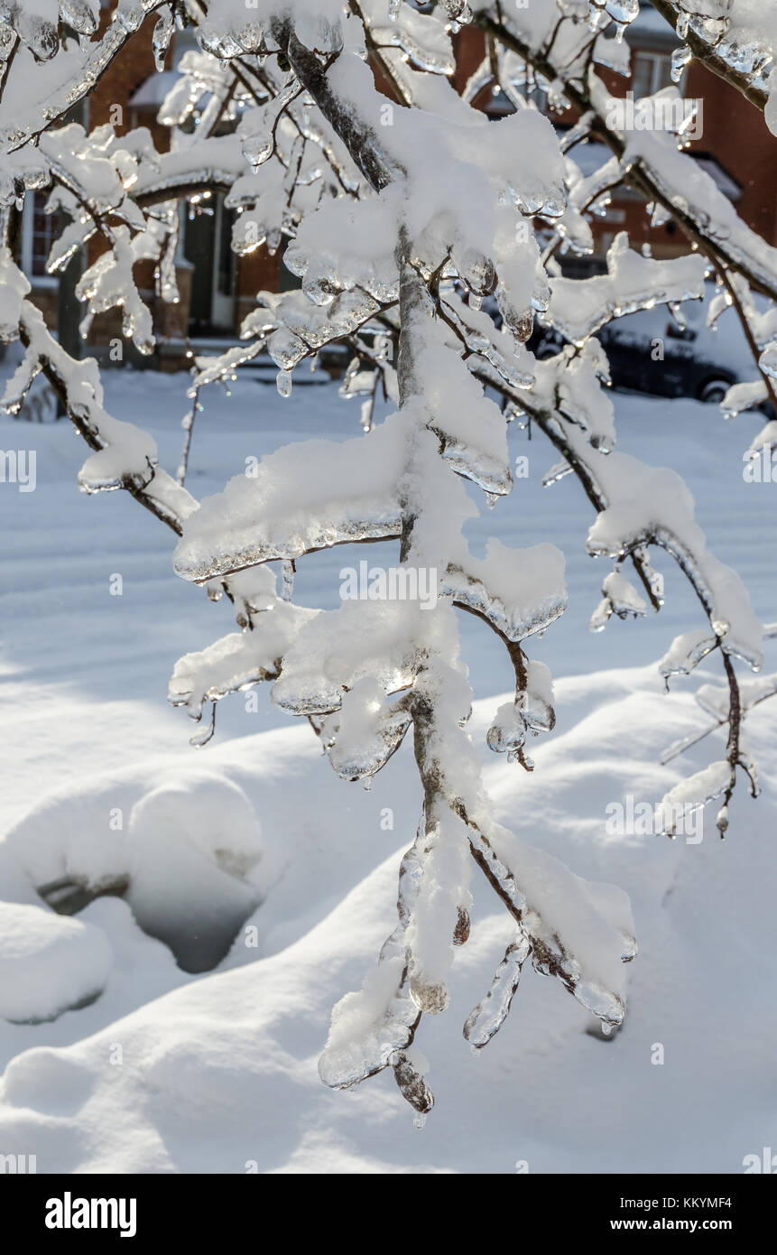 Twigs of tree encased in ice after a freezing rain storm Stock Photo ...