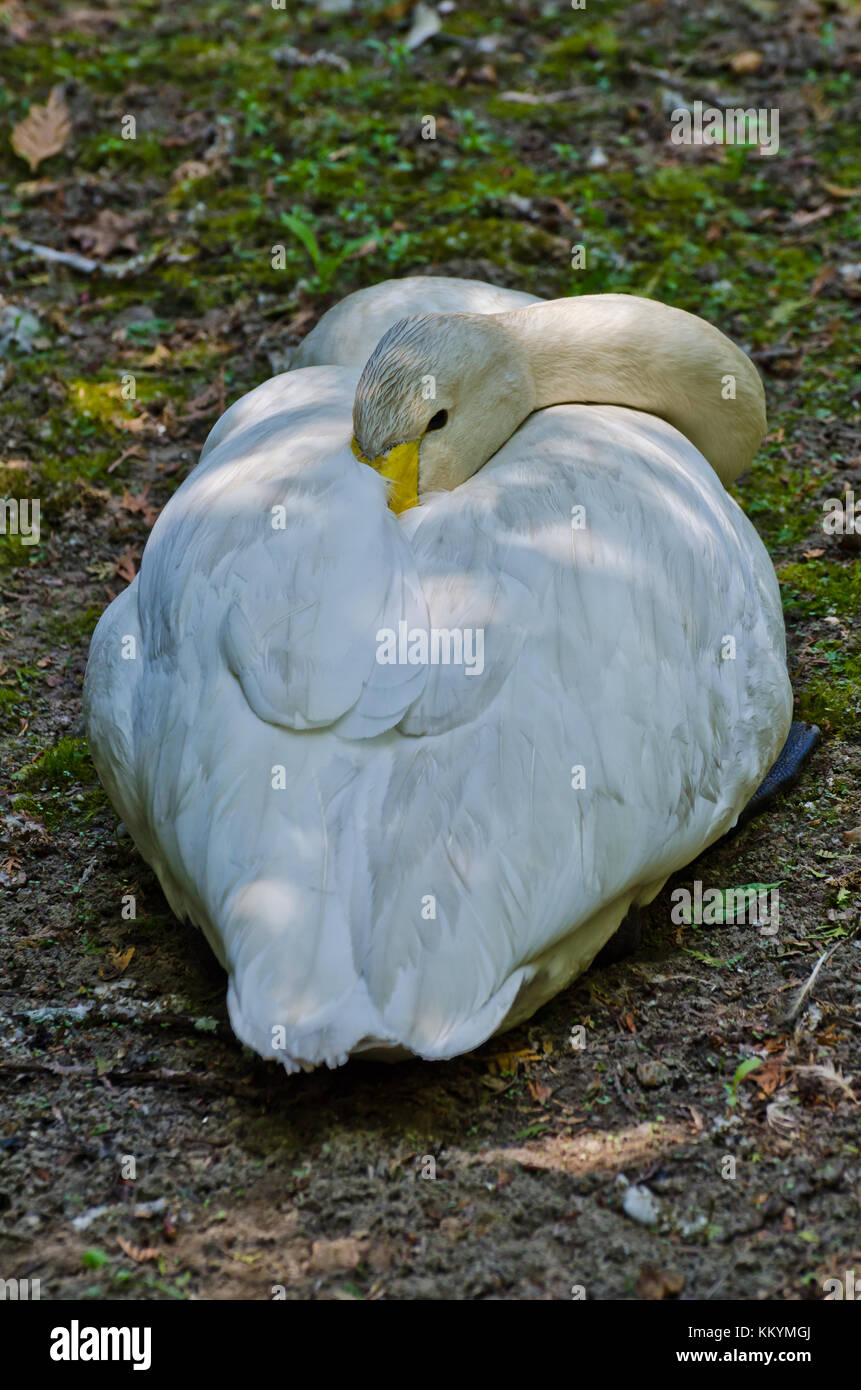 Adult wild swan laying on ground in shadow Stock Photo - Alamy