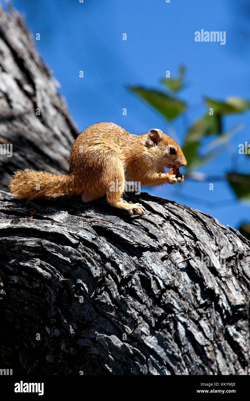 African Tree Squirrel (Xerus inauris) Okavango Delta in Botswana Stock ...