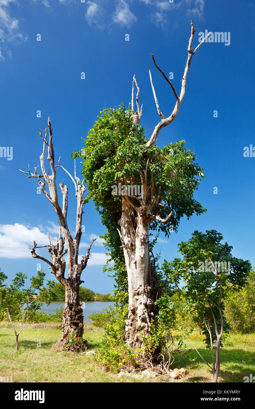 Old dead trees being used as a host by tropical plants Stock Photo - Alamy
