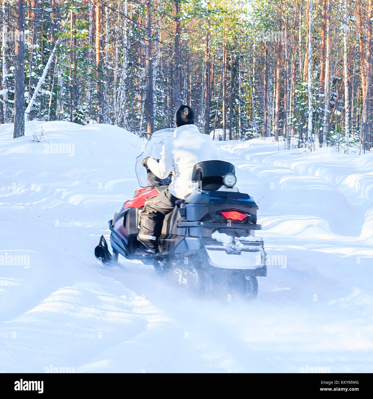 Woman riding snowmobile in forest at winter Rovaniemi, Lapland, Finland ...