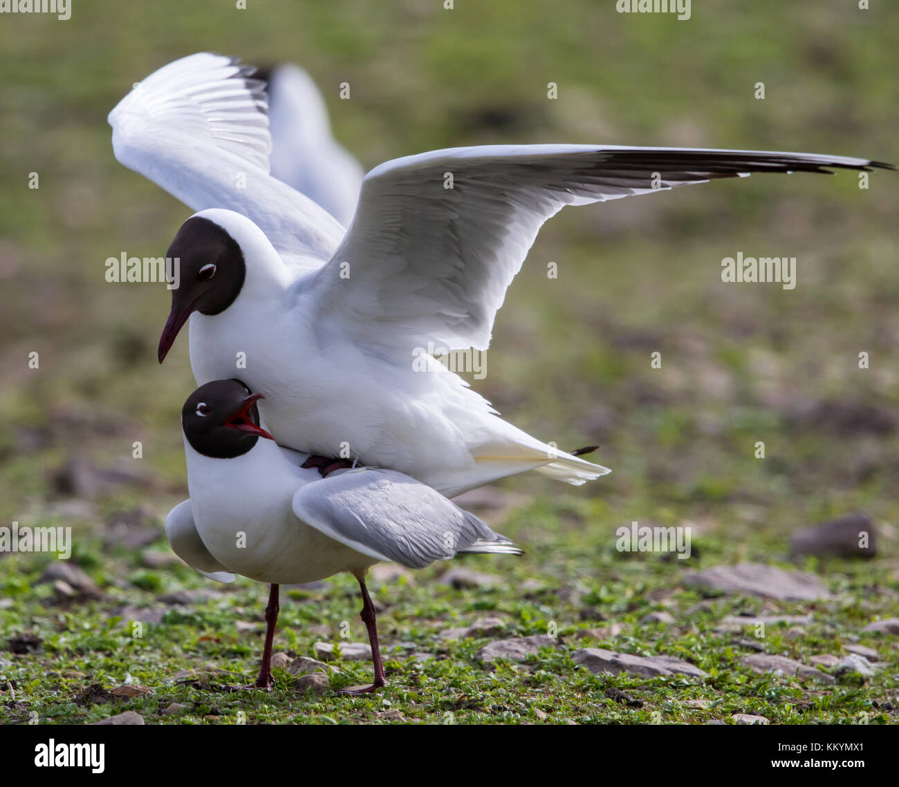 Black headed gulls mating hi-res stock photography and images - Alamy