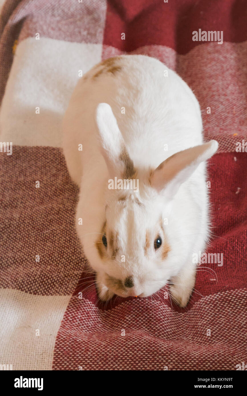 White with brown spots hi-res stock photography and images - Alamy