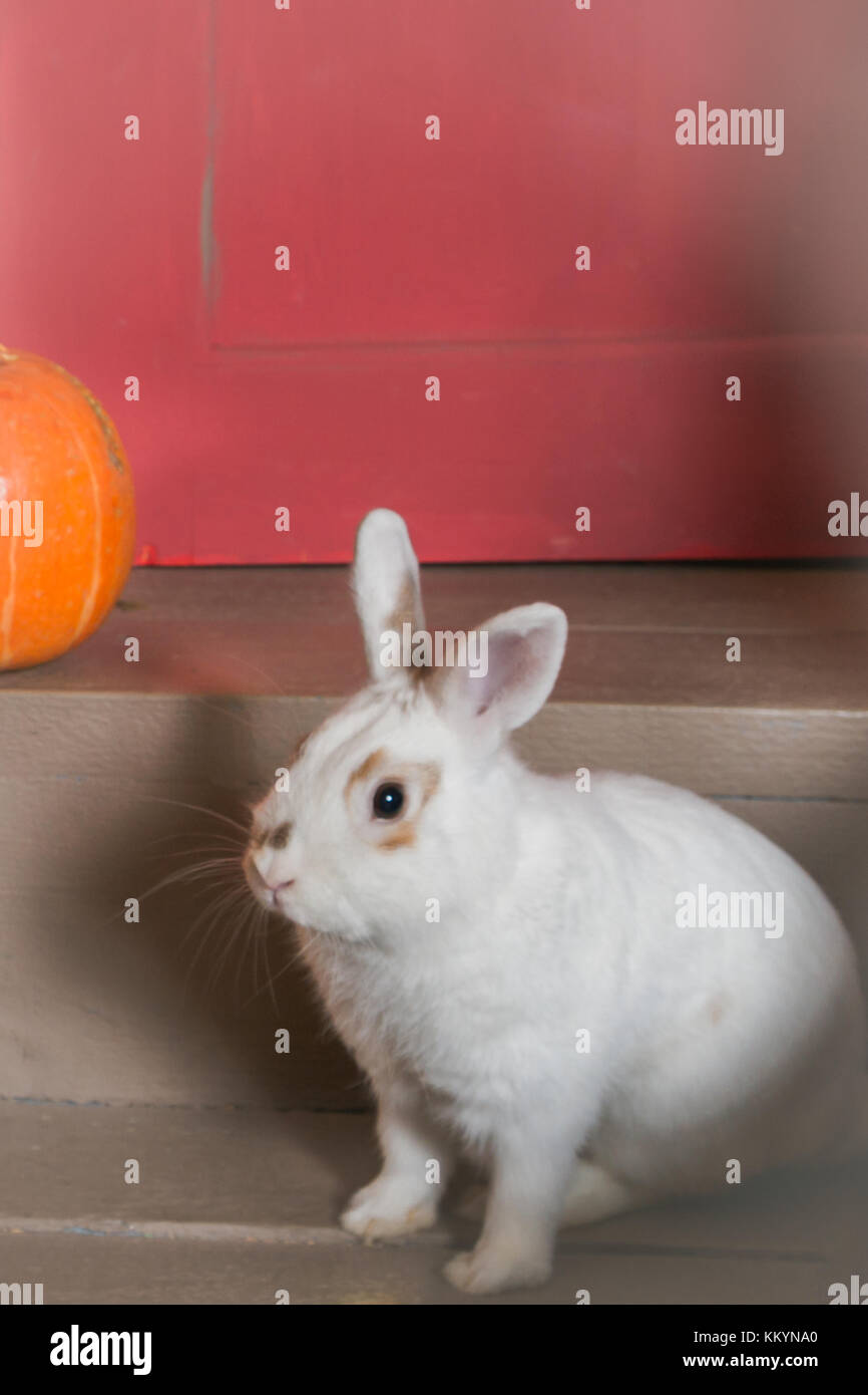 Fluffy white with brown spots live rabbit Stock Photo - Alamy