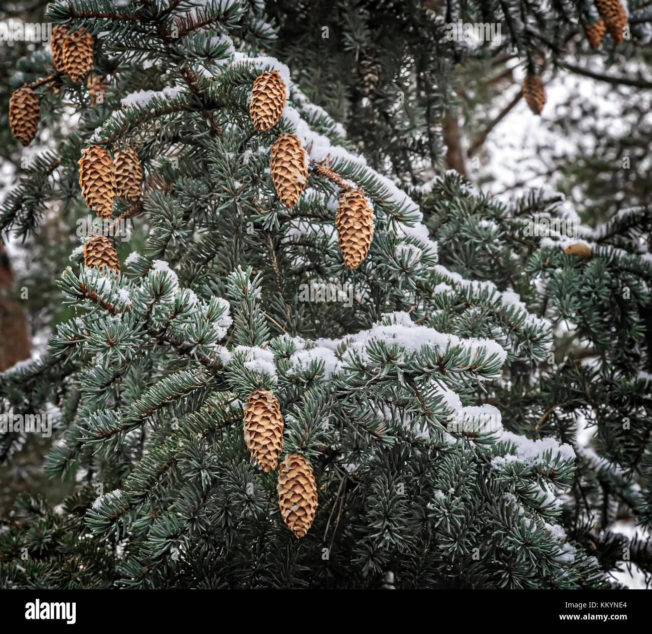 Group frosty spruce trees hi-res stock photography and images - Alamy