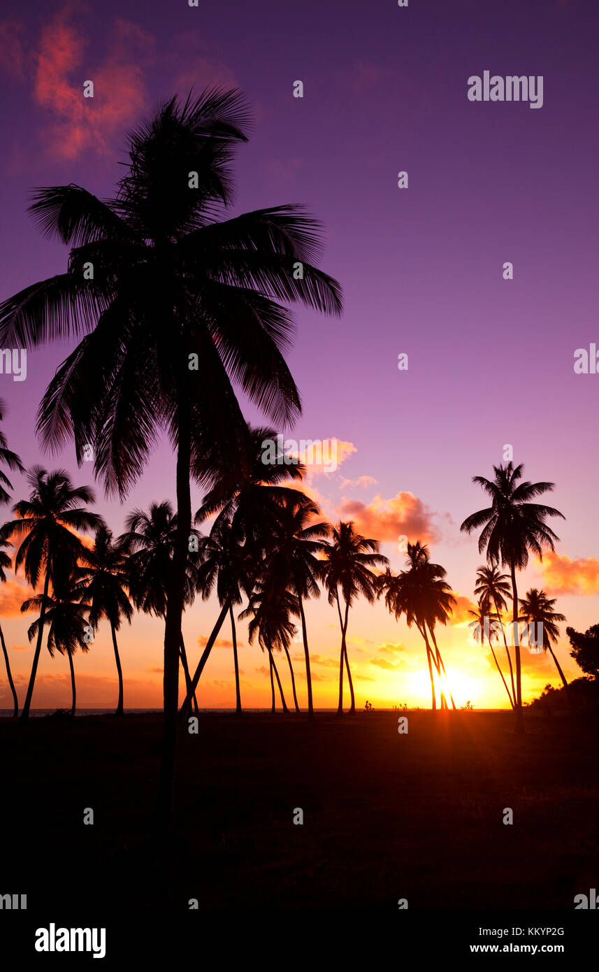 Beautiful sunset with strong colors and palm tree silhouettes Stock ...