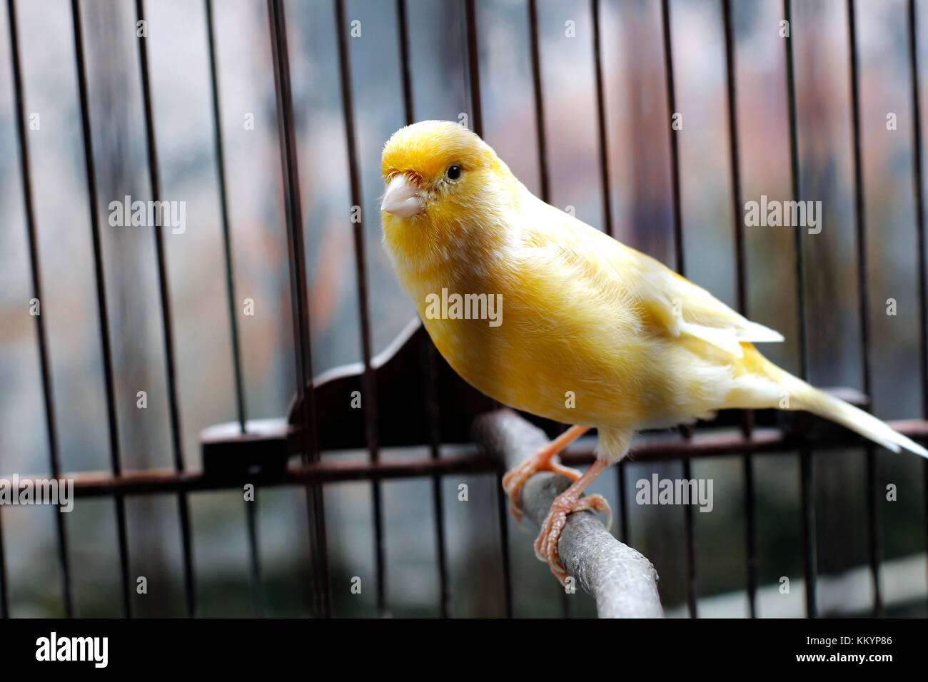 fighter bird or murai bird Stock Photo - Alamy