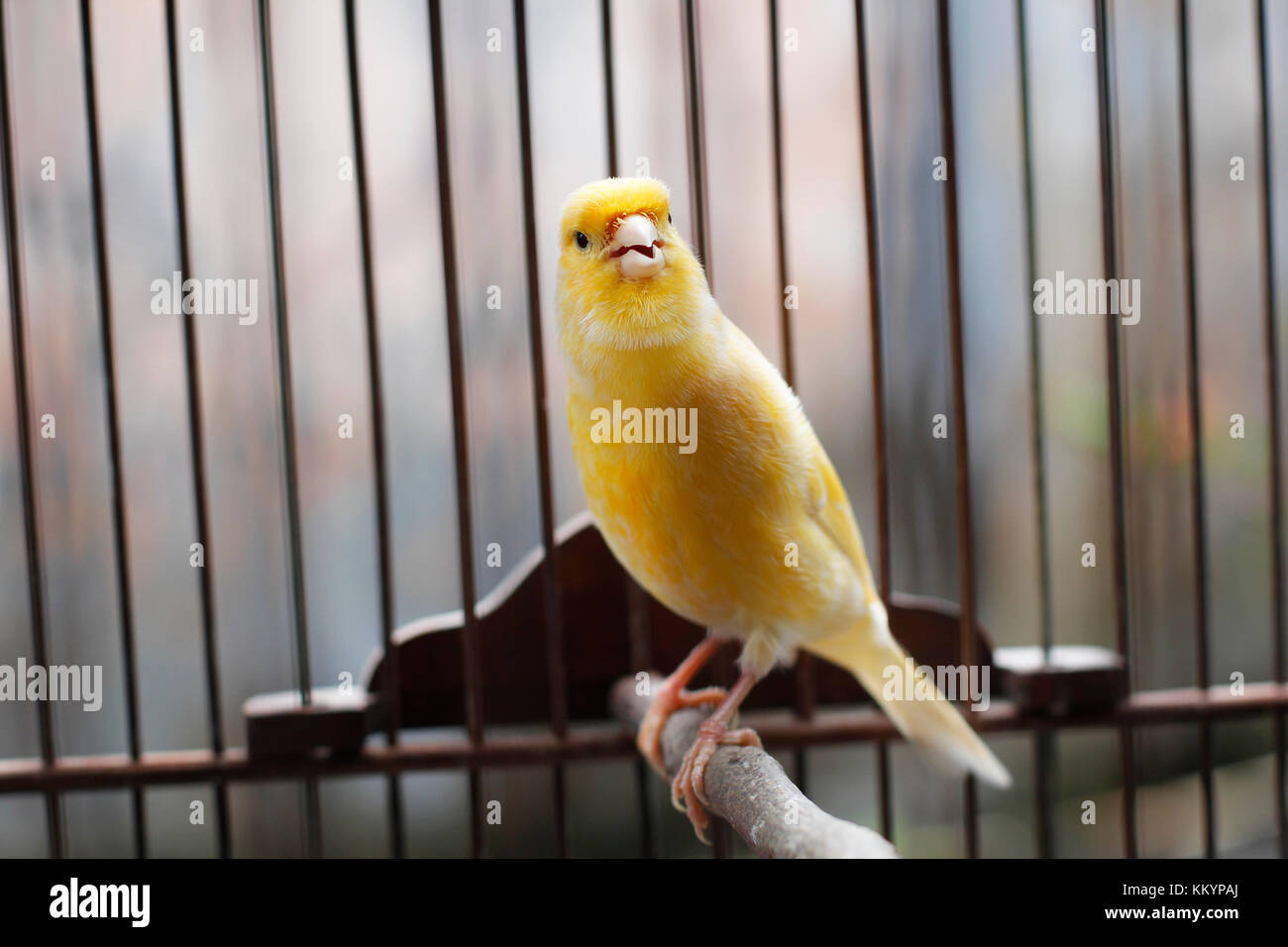 fighter bird or murai bird Stock Photo - Alamy
