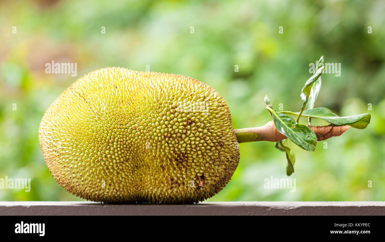 Jackfruit hi-res stock photography and images - Alamy