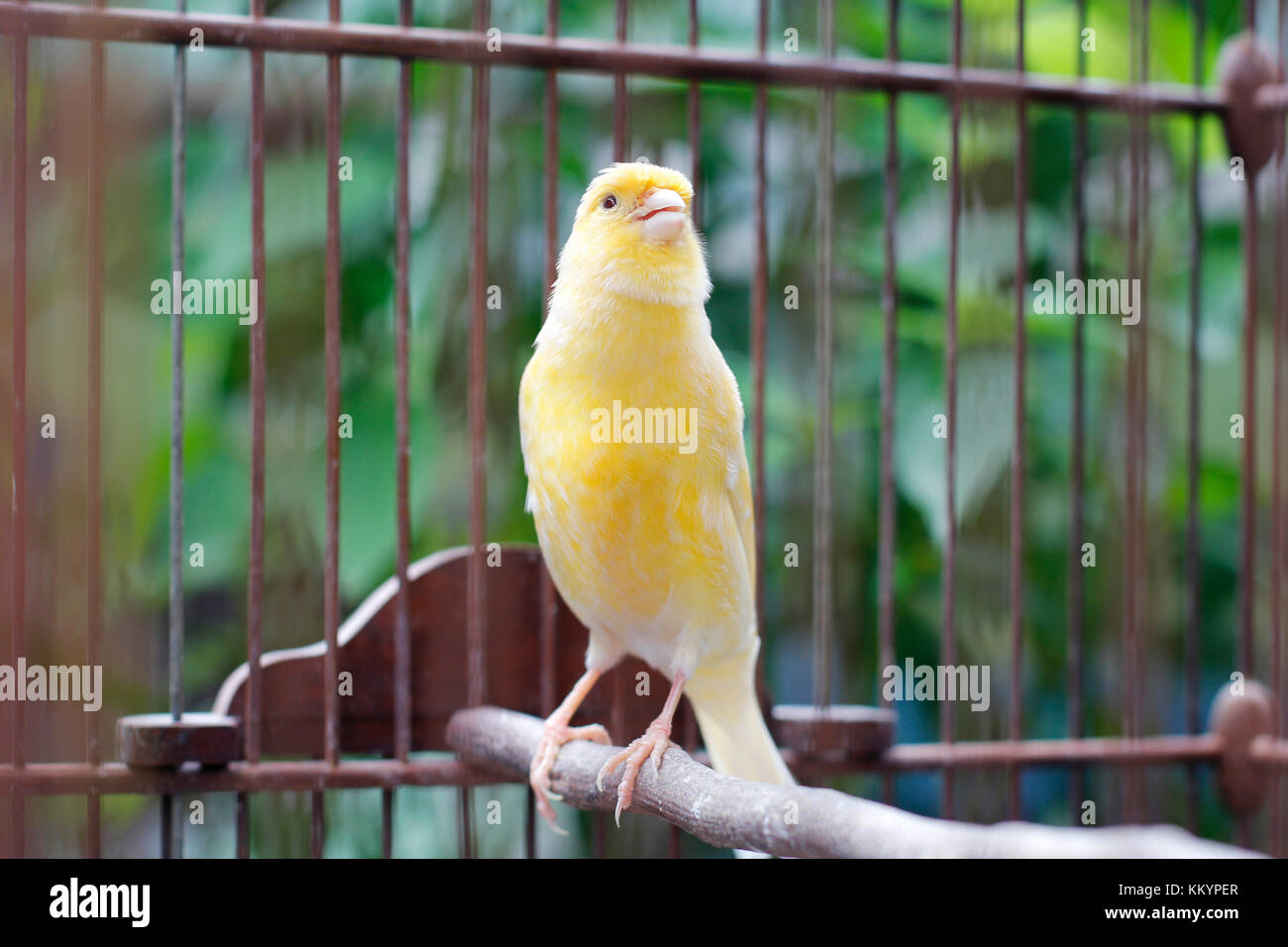 fighter bird or murai bird Stock Photo - Alamy