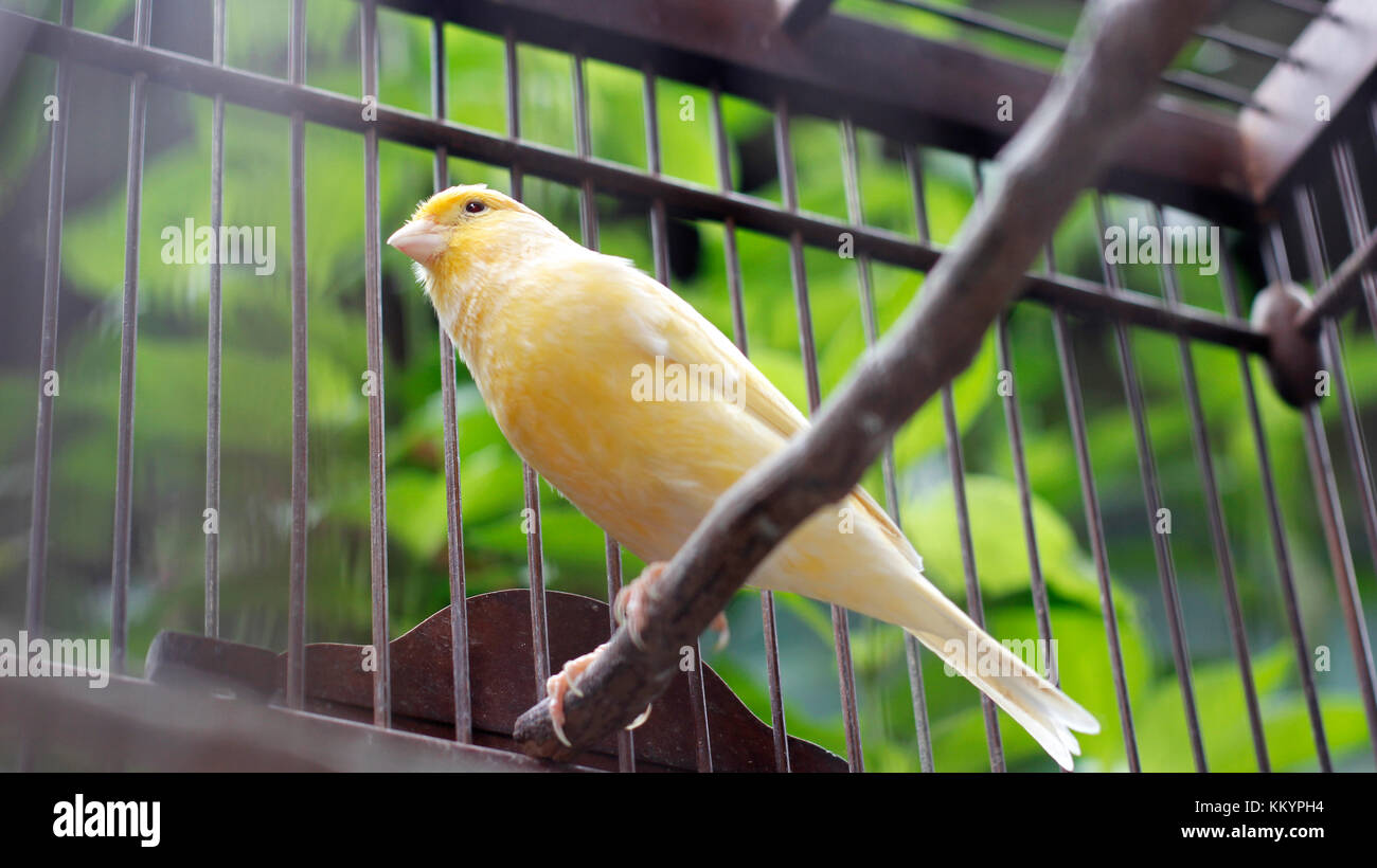 fighter bird or murai bird Stock Photo - Alamy