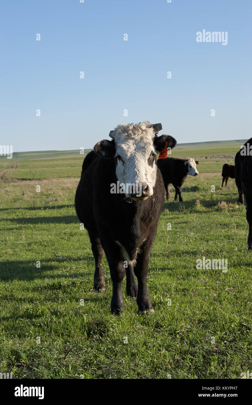 White faced cow hi-res stock photography and images - Alamy