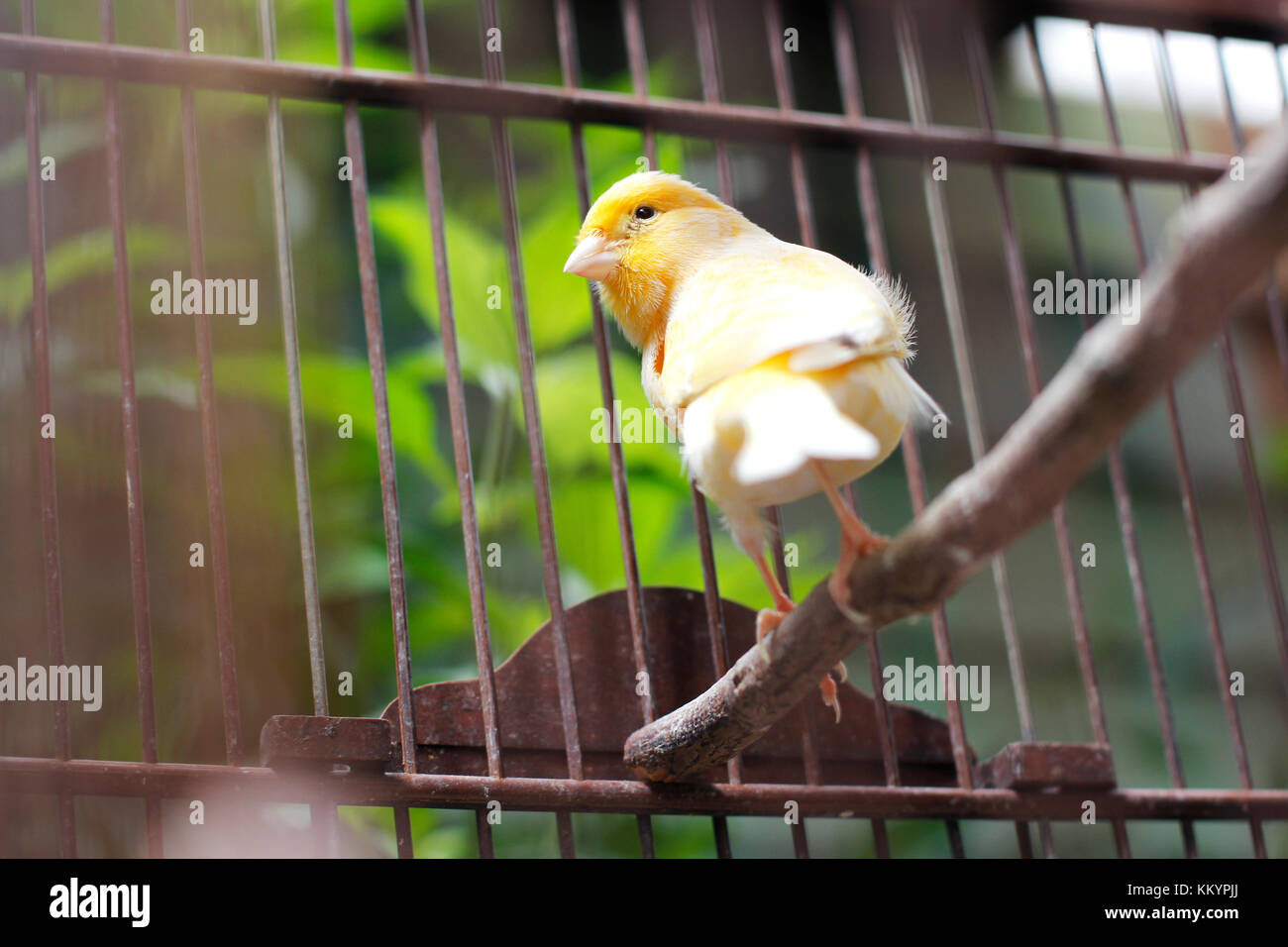 fighter bird or murai bird Stock Photo - Alamy