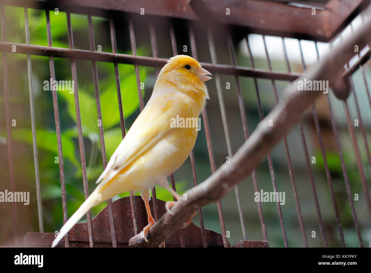 fighter bird or murai bird Stock Photo - Alamy