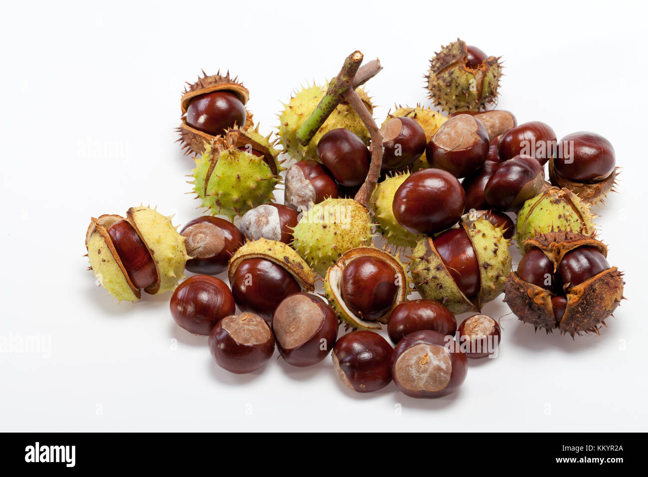 ripe chestnuts isolated on a white background Stock Photo - Alamy