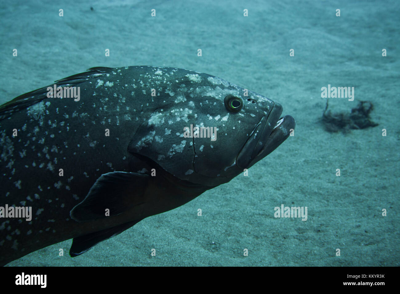 free grouper swimming in the Canary Atlantic Ocean Stock Photo - Alamy