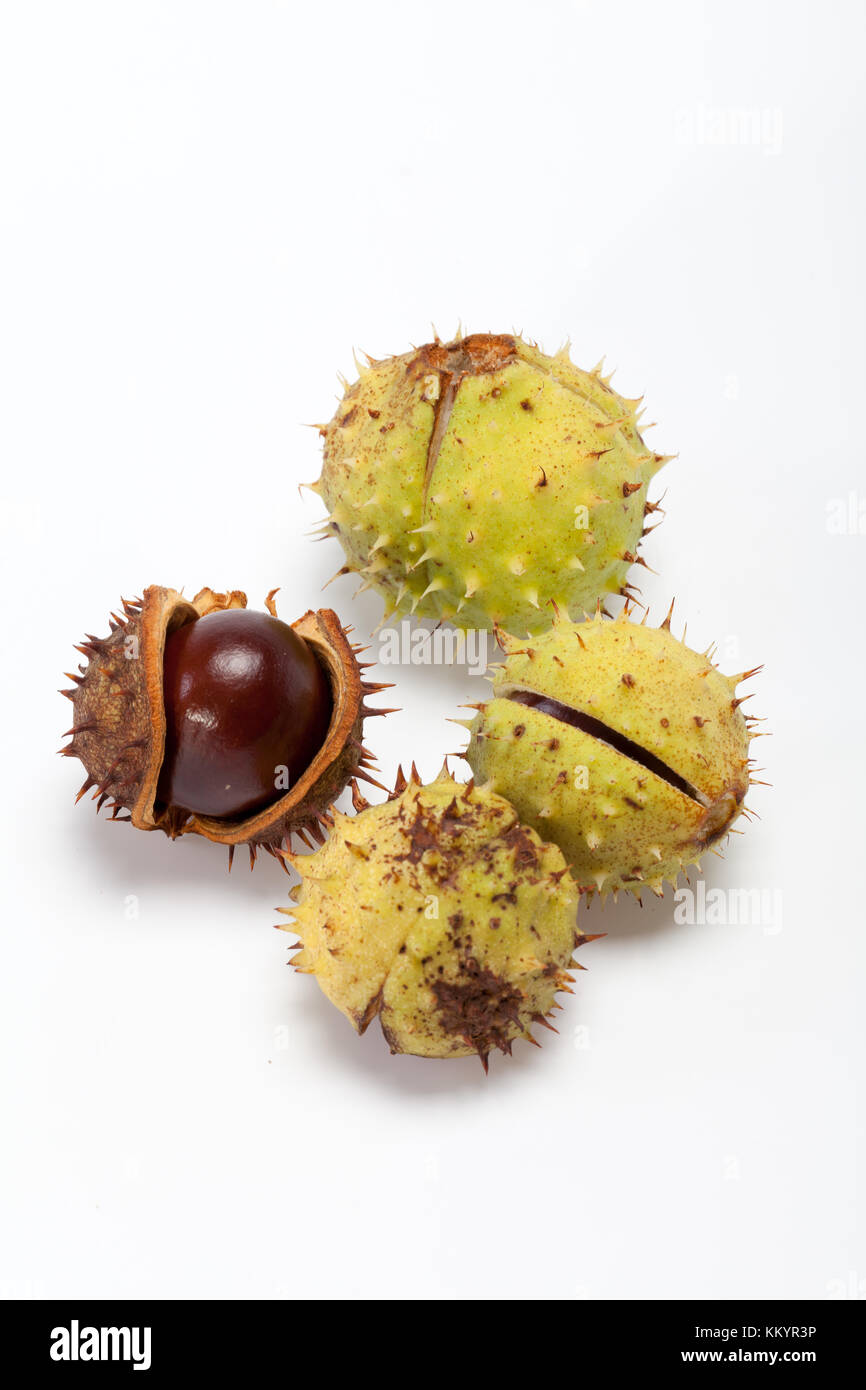ripe chestnuts isolated on a white background Stock Photo - Alamy