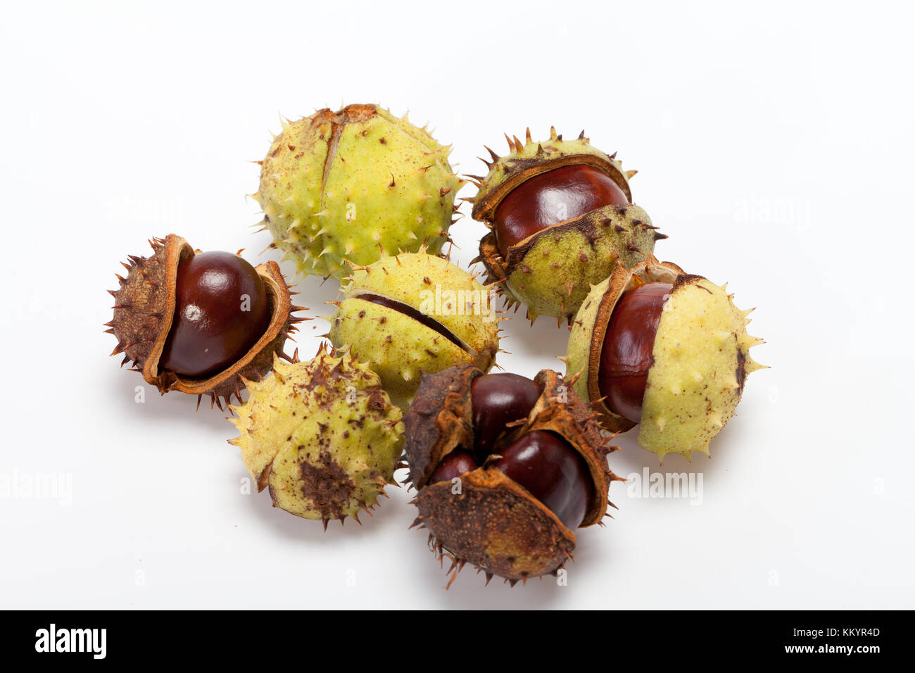 ripe chestnuts isolated on a white background Stock Photo - Alamy