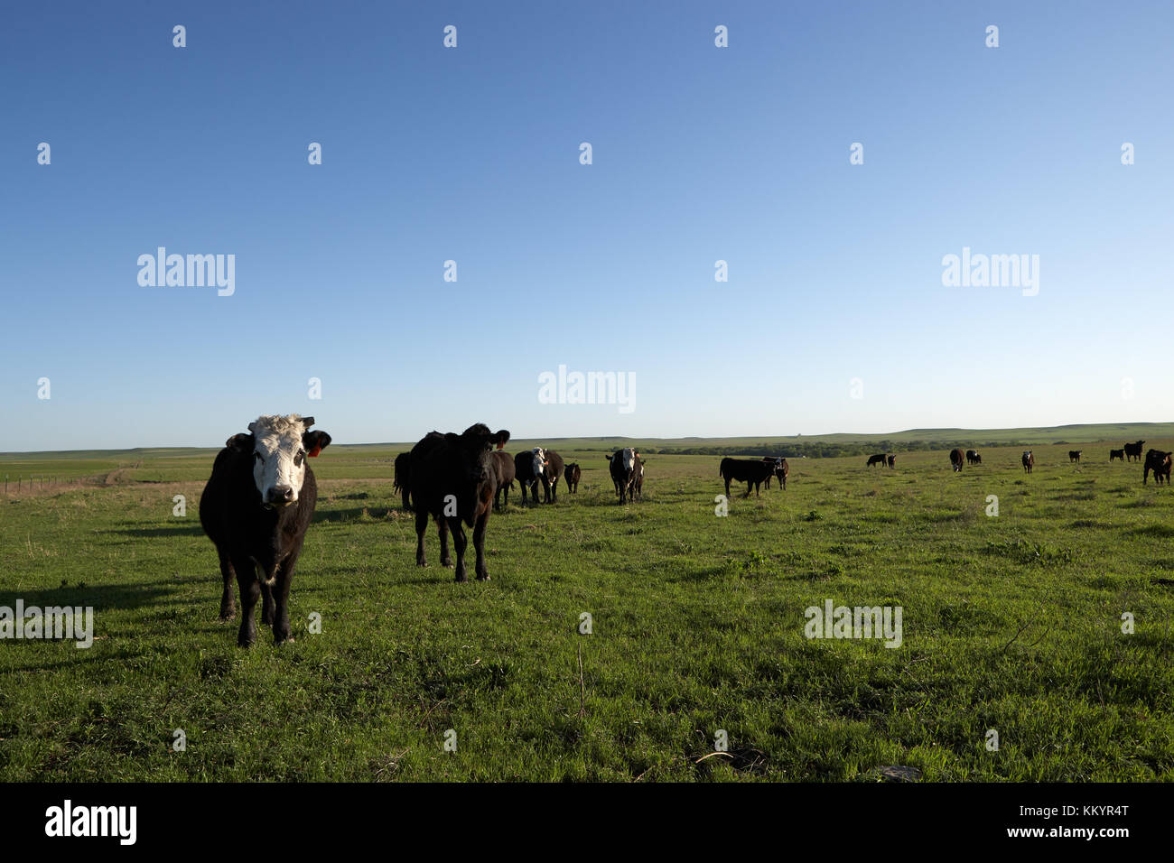 Black faced cow hi-res stock photography and images - Alamy
