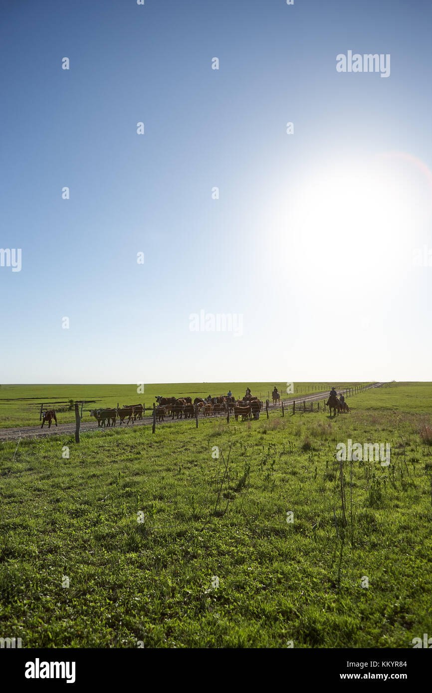 Cowboys herding cattle fence hi-res stock photography and images - Alamy