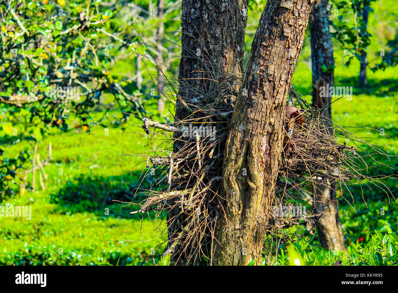 Pile of twigs and branches hi-res stock photography and images - Alamy