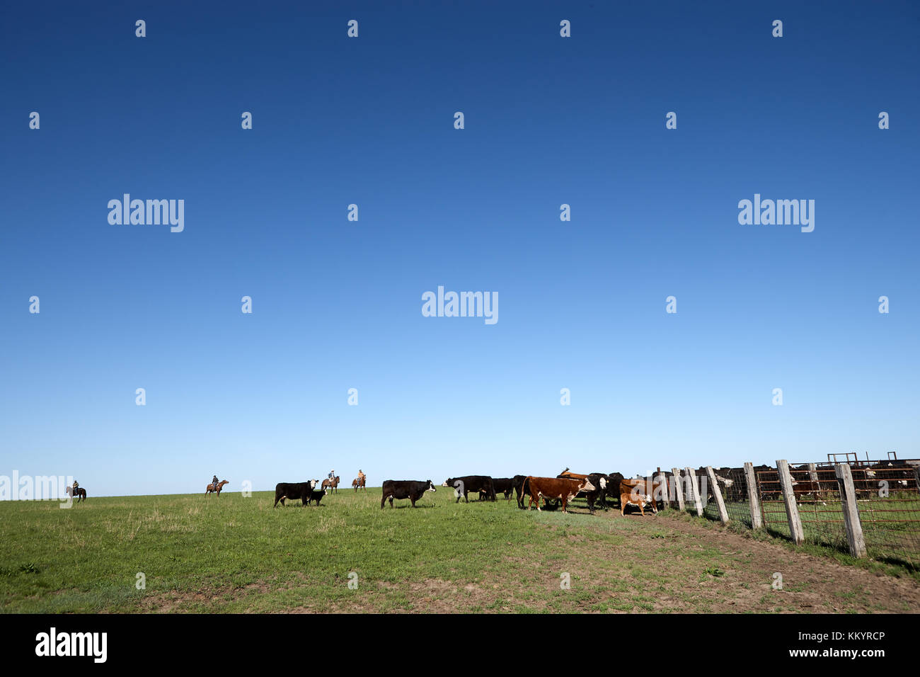 Cowboys herding cattle fence hi-res stock photography and images - Alamy