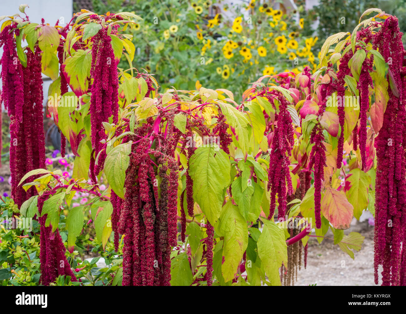 Amaranthus Caudatus flowers, known as Love Lies Bleeding. Red ...