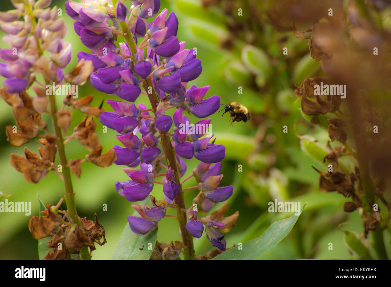 Nature, wildlife, nostalgia Stock Photo - Alamy