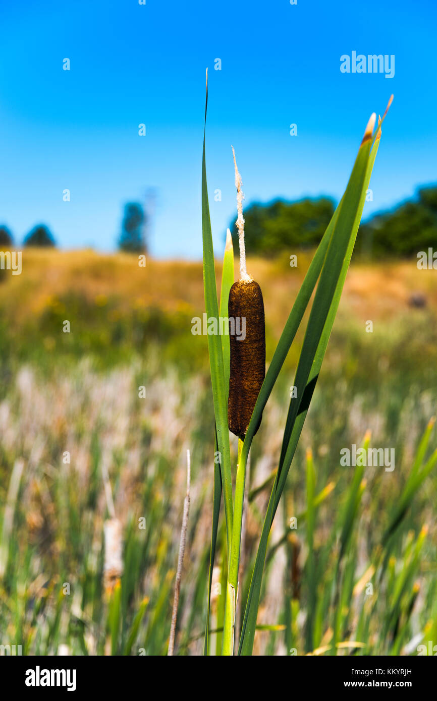 Single cattail in a pond Stock Photo - Alamy