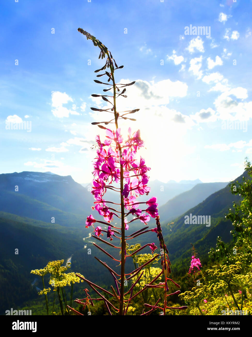 Fireweed flower set against the sun above a mountain valley in Glacier ...