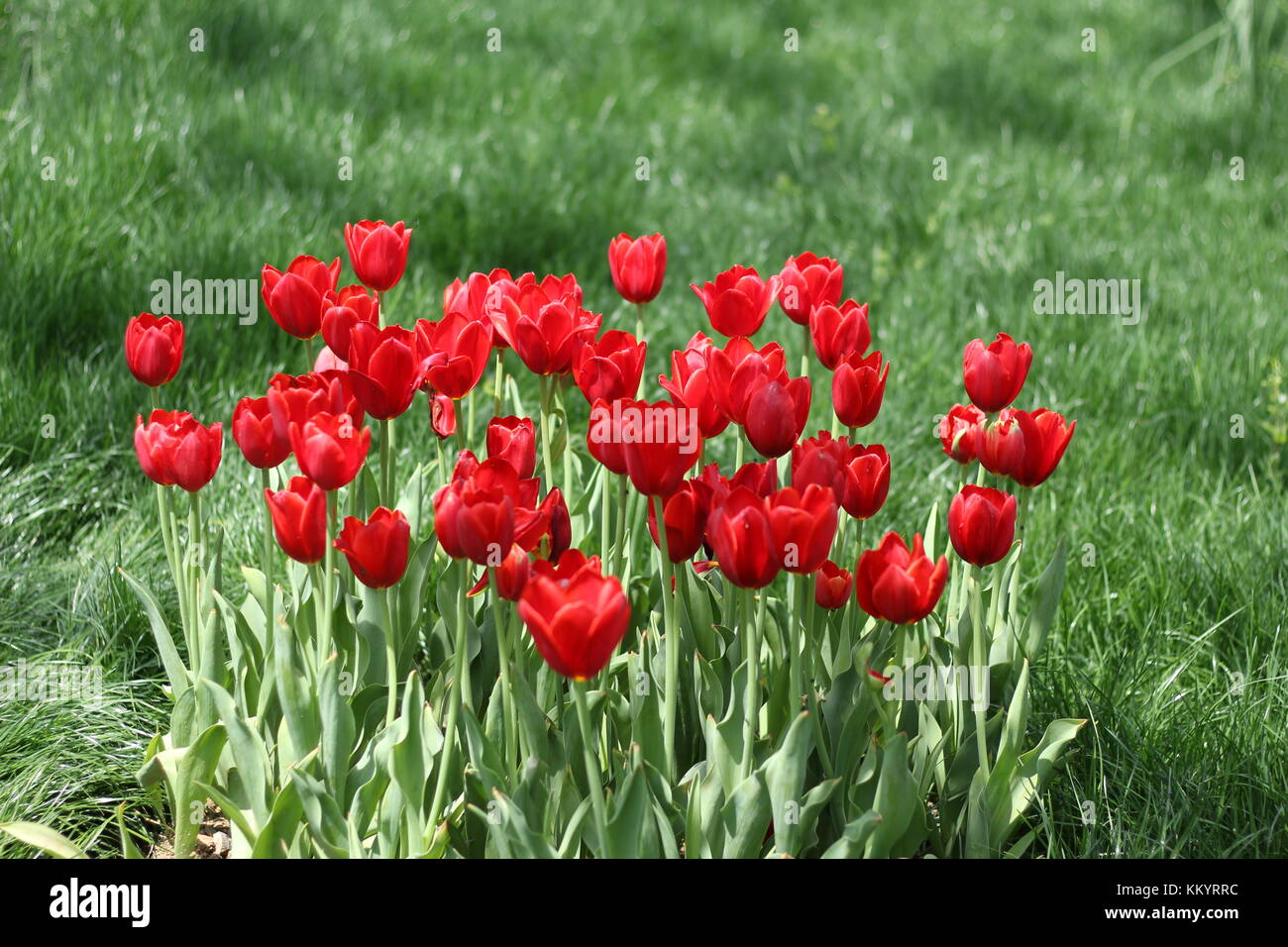 Red Tulip flower Stock Photo - Alamy