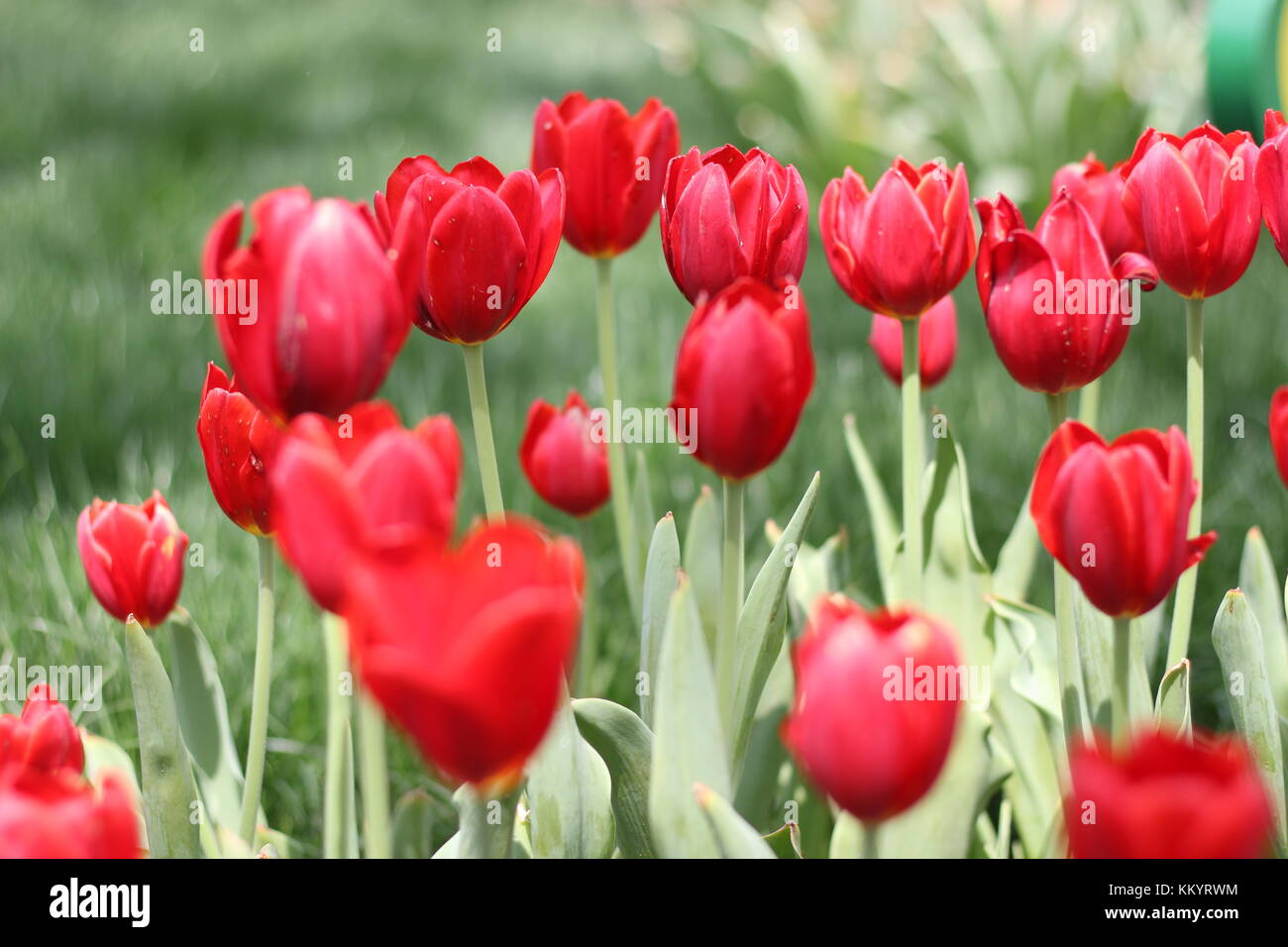 Red Tulip flower Stock Photo - Alamy