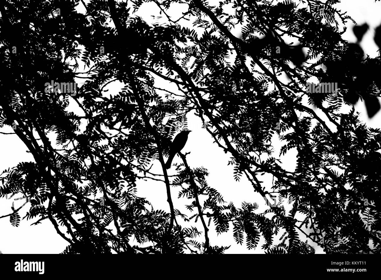 Bird silhouette black white hi-res stock photography and images - Alamy
