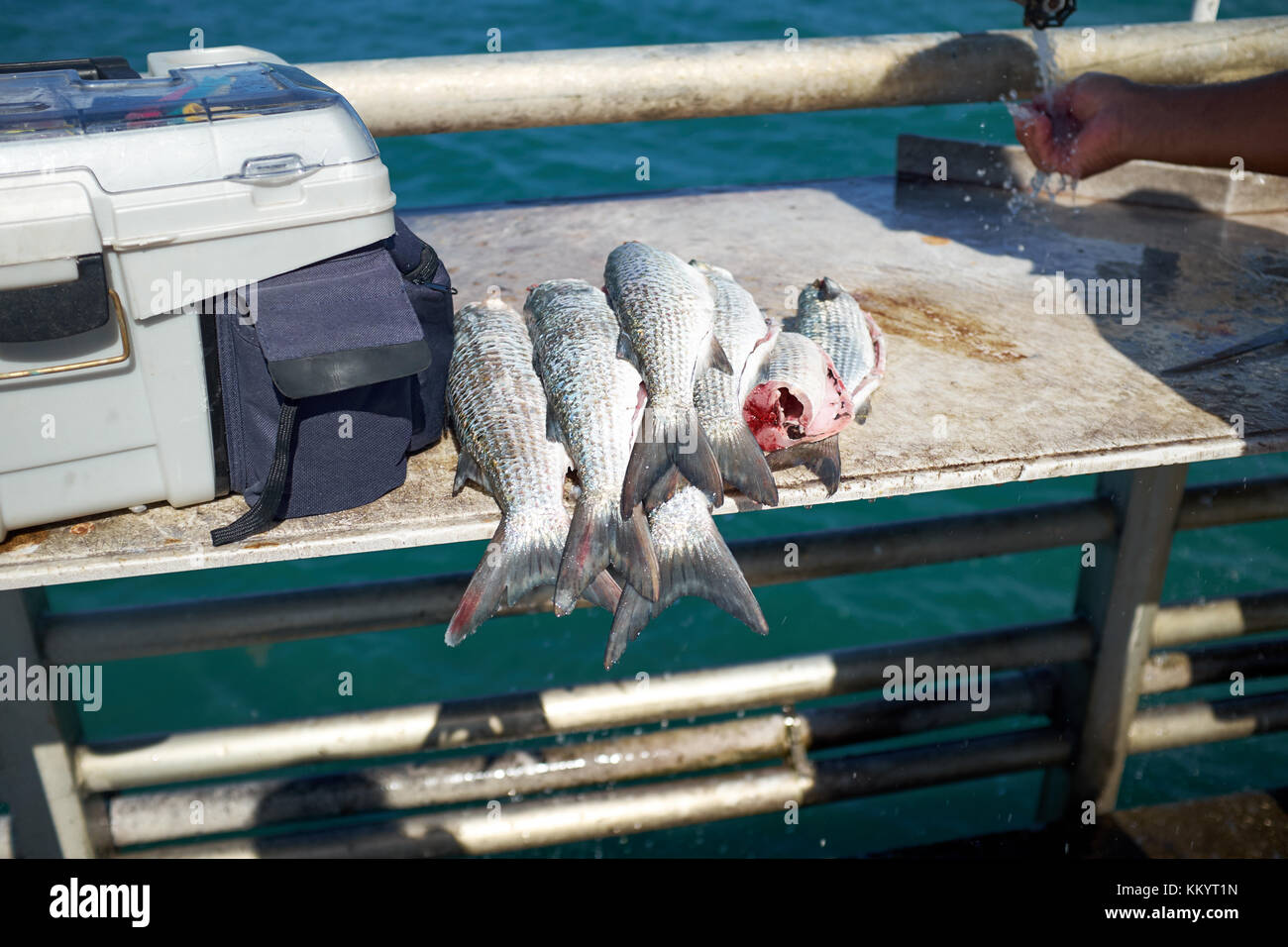 Pile of freshly caught cleaned and gutted fish on a table top on a boat ...