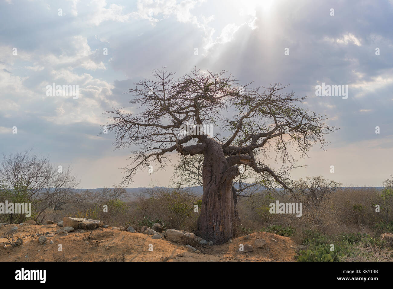 Giant baobab tree namibia hi-res stock photography and images - Alamy