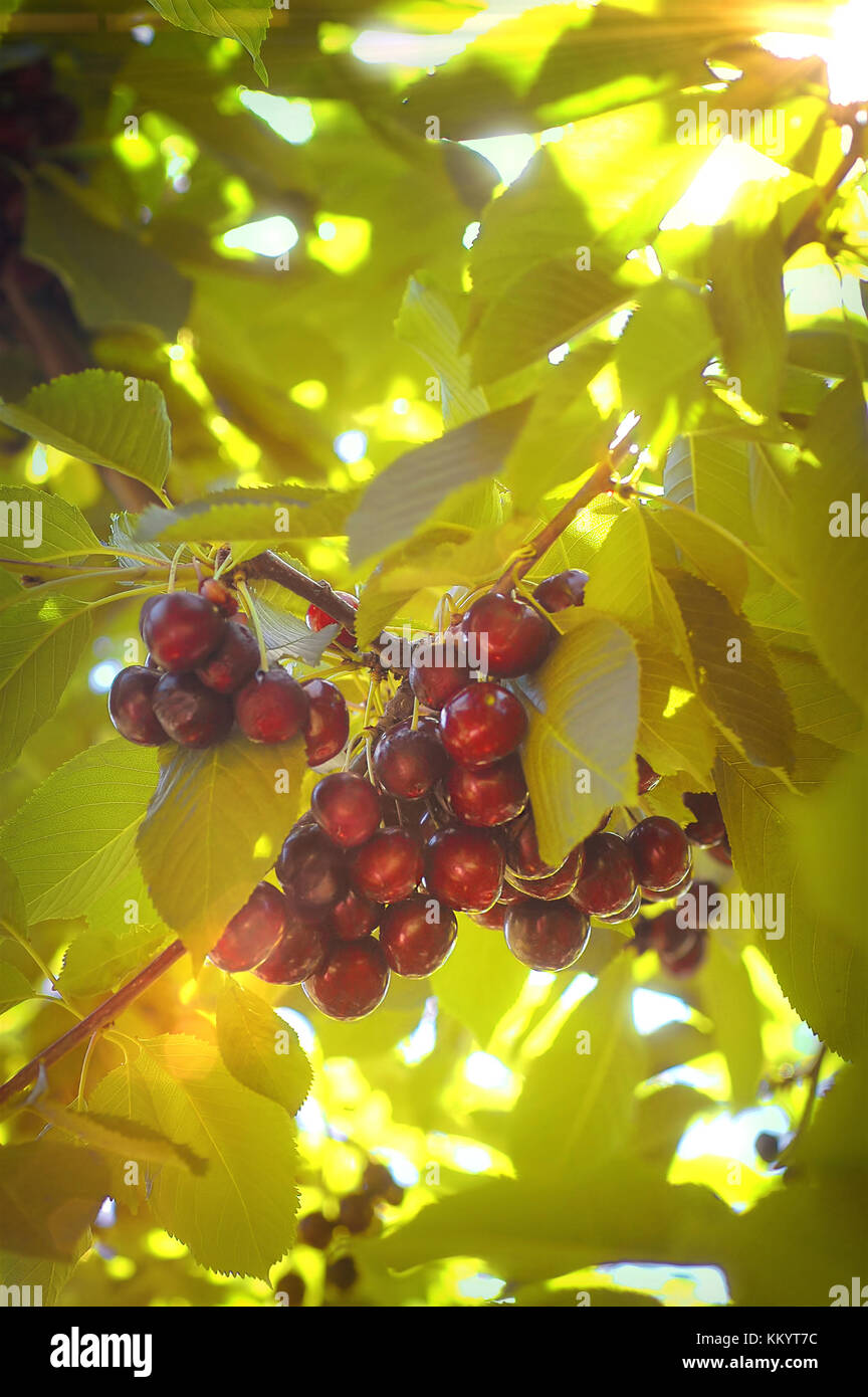 Lambert cherries hi-res stock photography and images - Alamy
