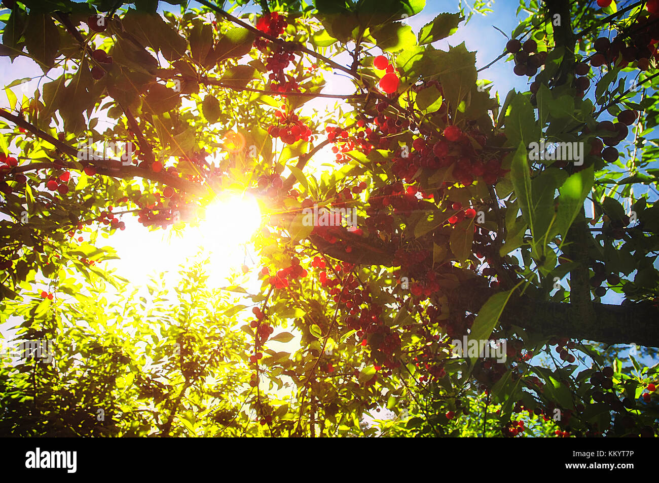 Cherry trees full of ripe fruit glistening in the summer sunlight Stock ...