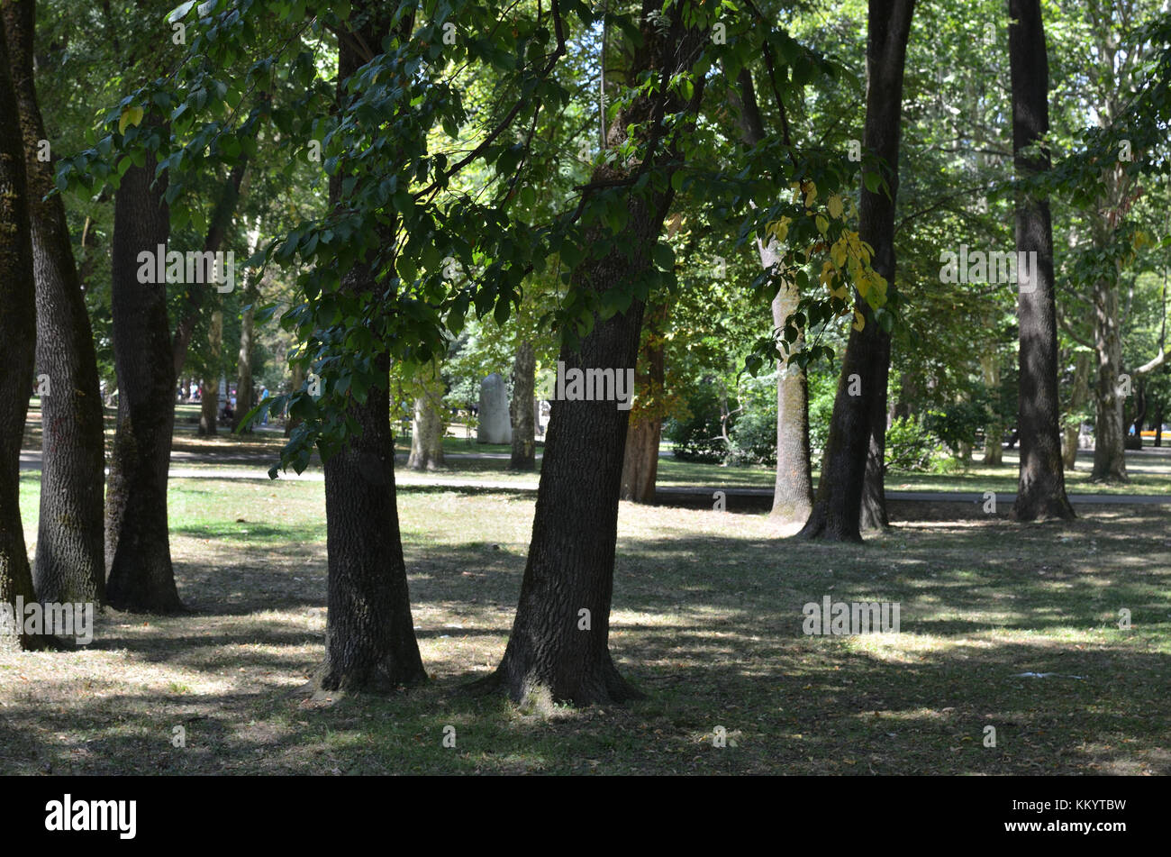 Trees in a public park in summer showing a peace and calm atmosphere ...