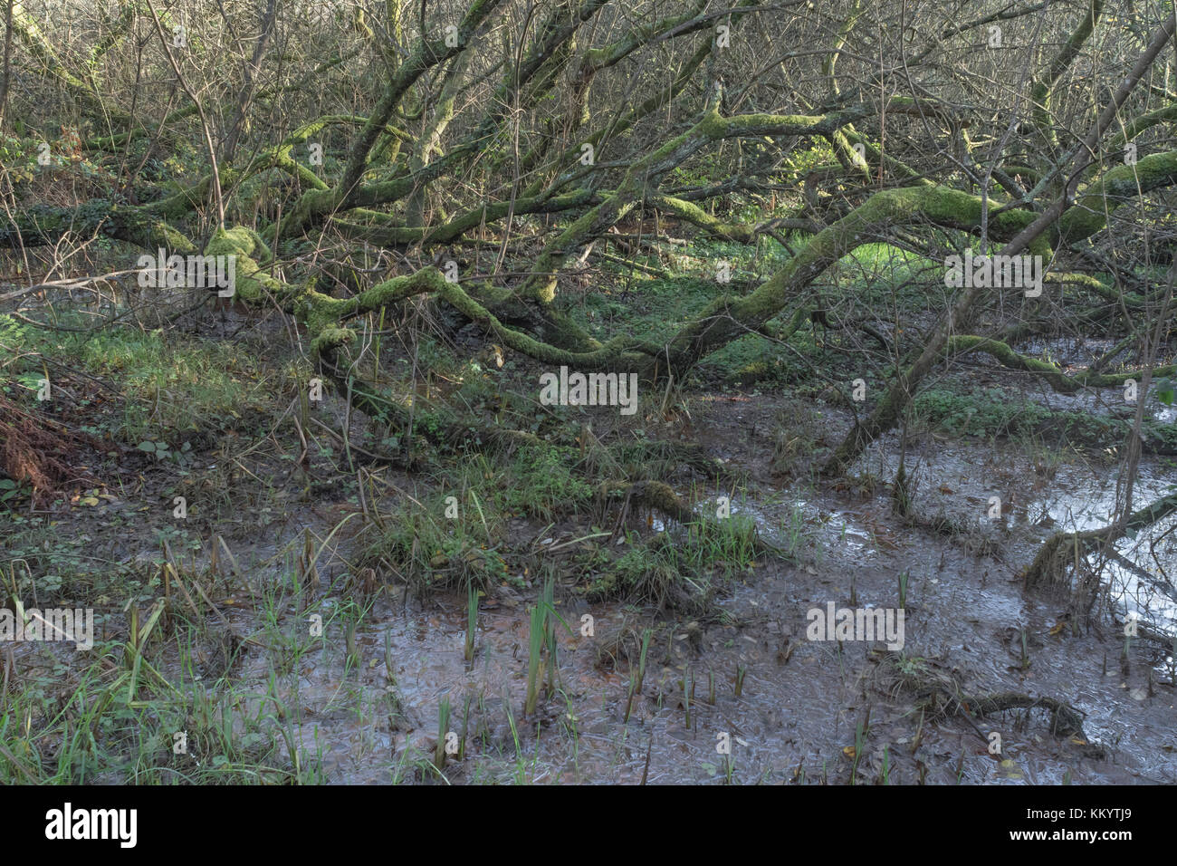 Waterlogged trees in a temperate climate swamp forest / woodland swamp ...