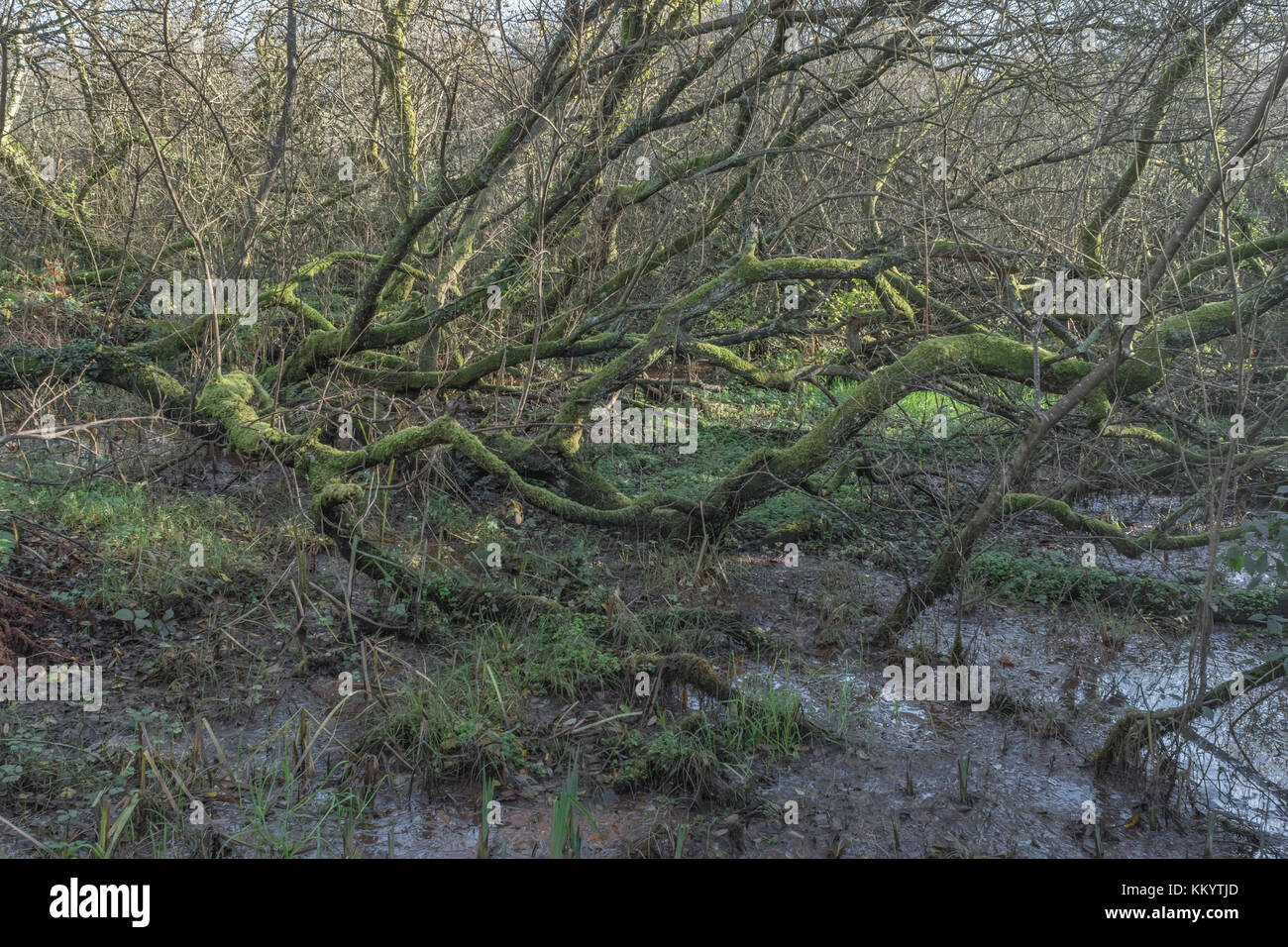 Waterlogged trees in a temperate climate swamp forest / woodland swamp ...
