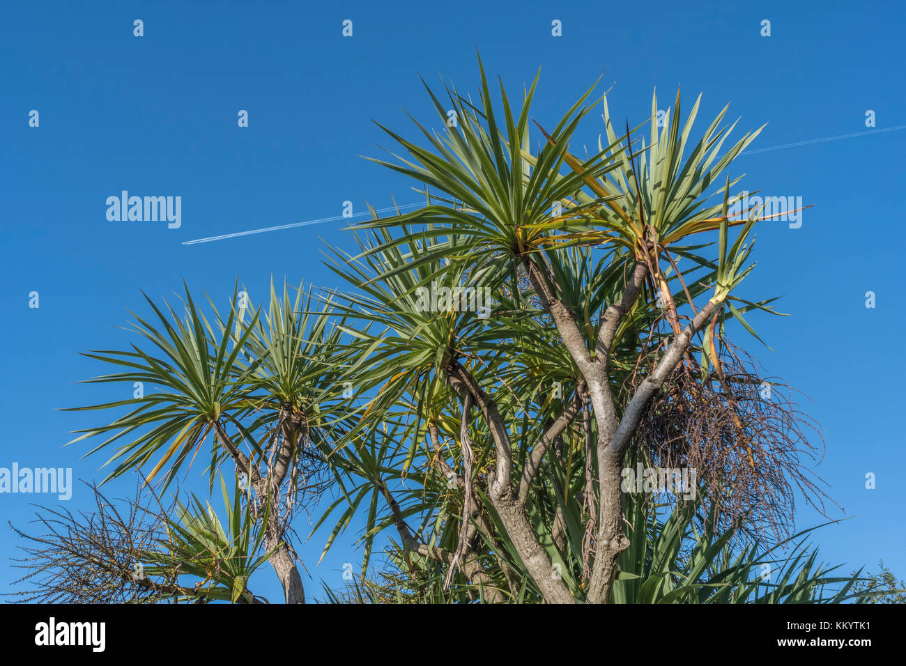 Cornwall palm trees hi-res stock photography and images - Alamy