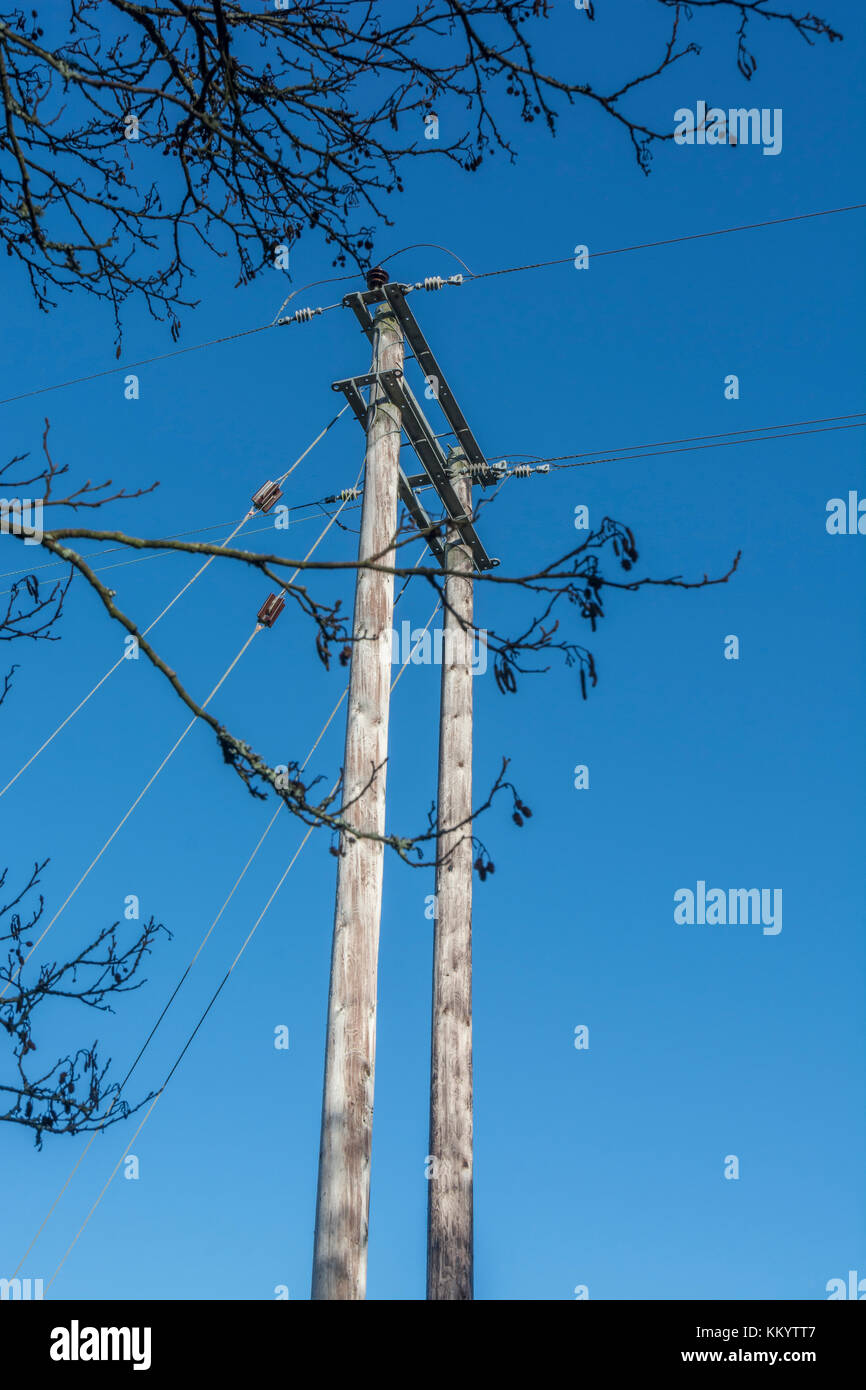 Rural domestic electricity distribution poles surrounded by trees ...